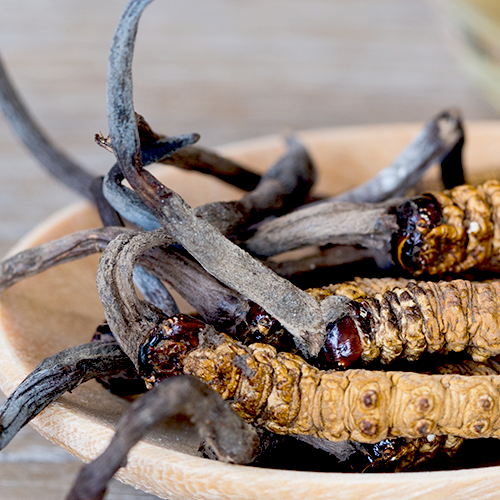 Cordyceps: The Ancient Tonifying Herb - VitaHealth