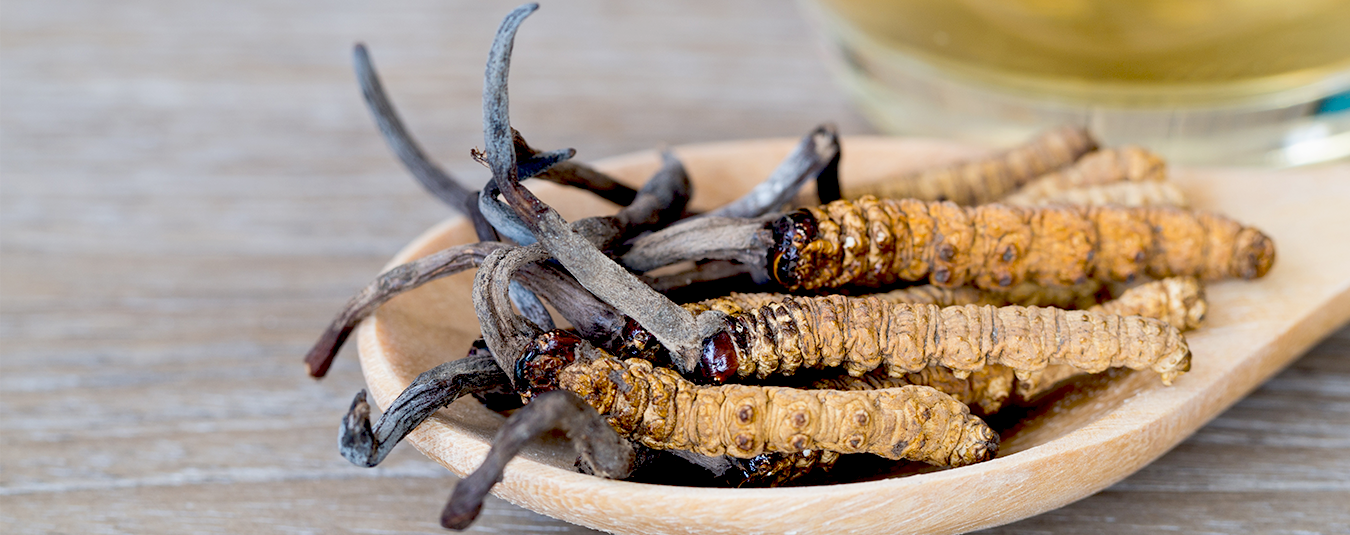 Cordyceps: The Ancient Tonifying Herb - VitaHealth