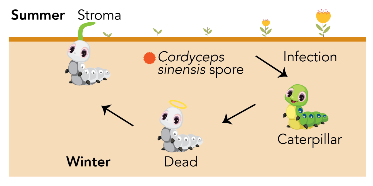 Cordyceps: The Ancient Tonifying Herb - VitaHealth Malaysia